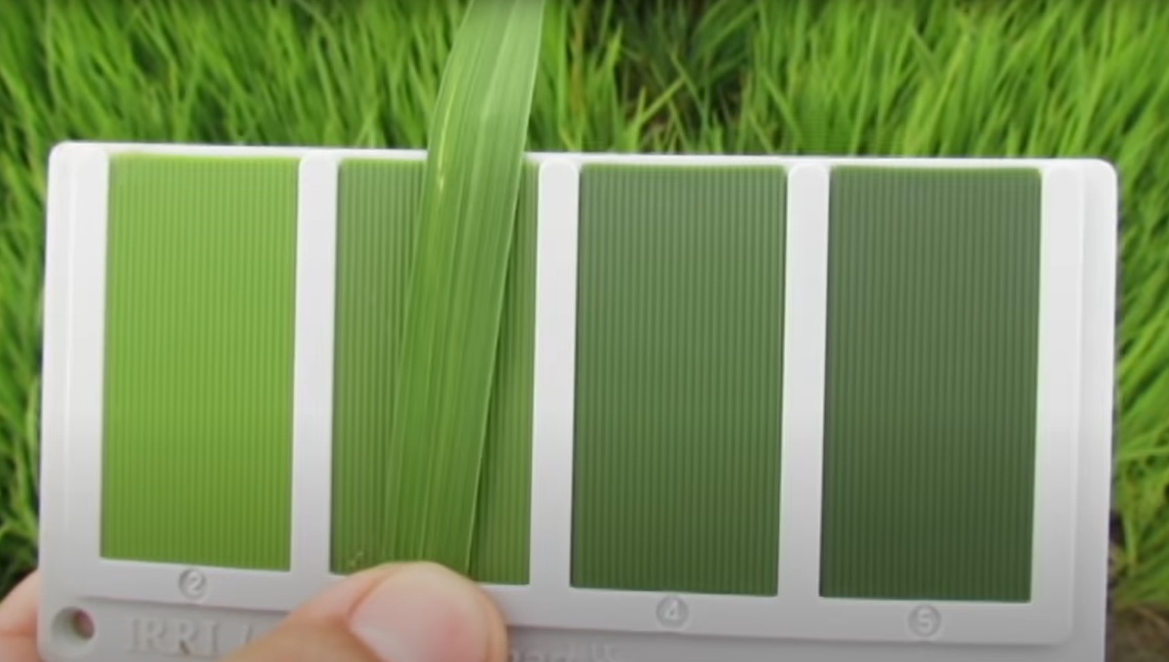 Cara Praktis Pemupukan N yang Tepat dengan Bagan Warna Daun – BENIH PERTIWI