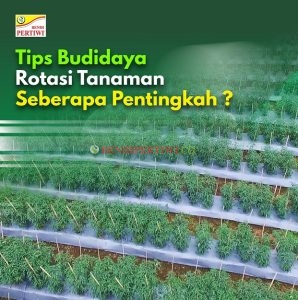 Rotasi Tanaman, Seberapa Pentingkah ? – BENIH PERTIWI