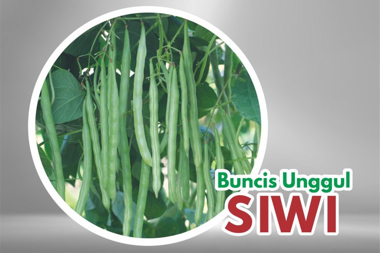 Buncis – BENIH PERTIWI