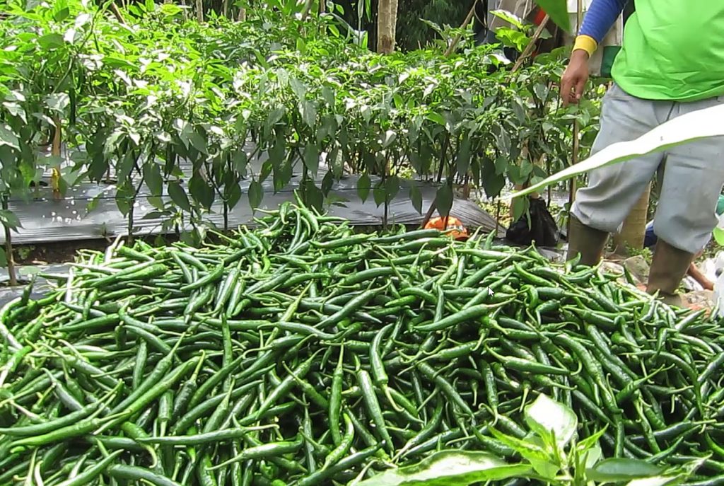 Alasan Kenapa Cabai Besar Dipetik Hijau ? – BENIH PERTIWI