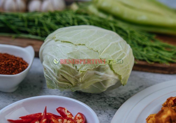 Mengapa Kubis Menjadi Sayuran Wajib dalam Diet ? – BENIH PERTIWI